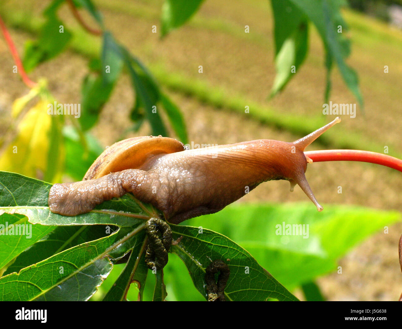 snail on field trip Stock Photo - Alamy