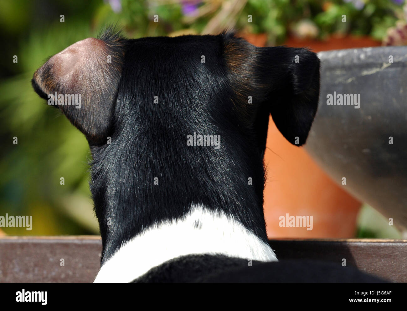 always on the lookout Stock Photo - Alamy