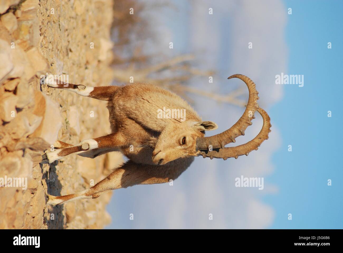 animal animals portrait animal portrait dryness wildlife dry dried up ...