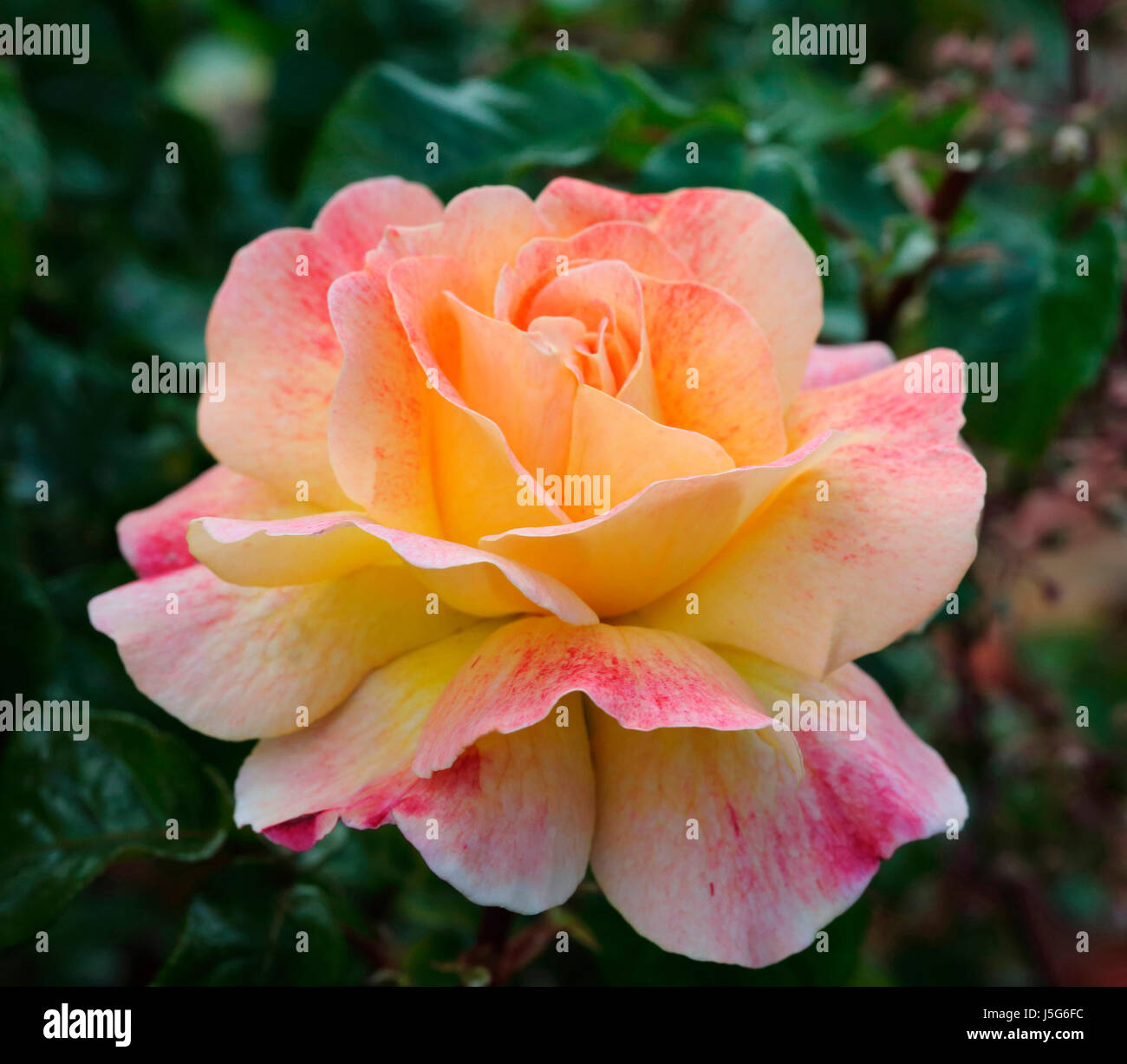 Rose, Rosa, Single peach coloured flower growing outdoor Stock Photo ...