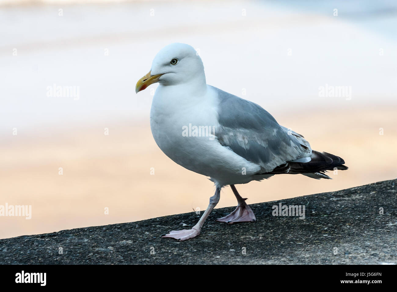 Australian seagull walking on a sandy beach Stock Photo - Alamy