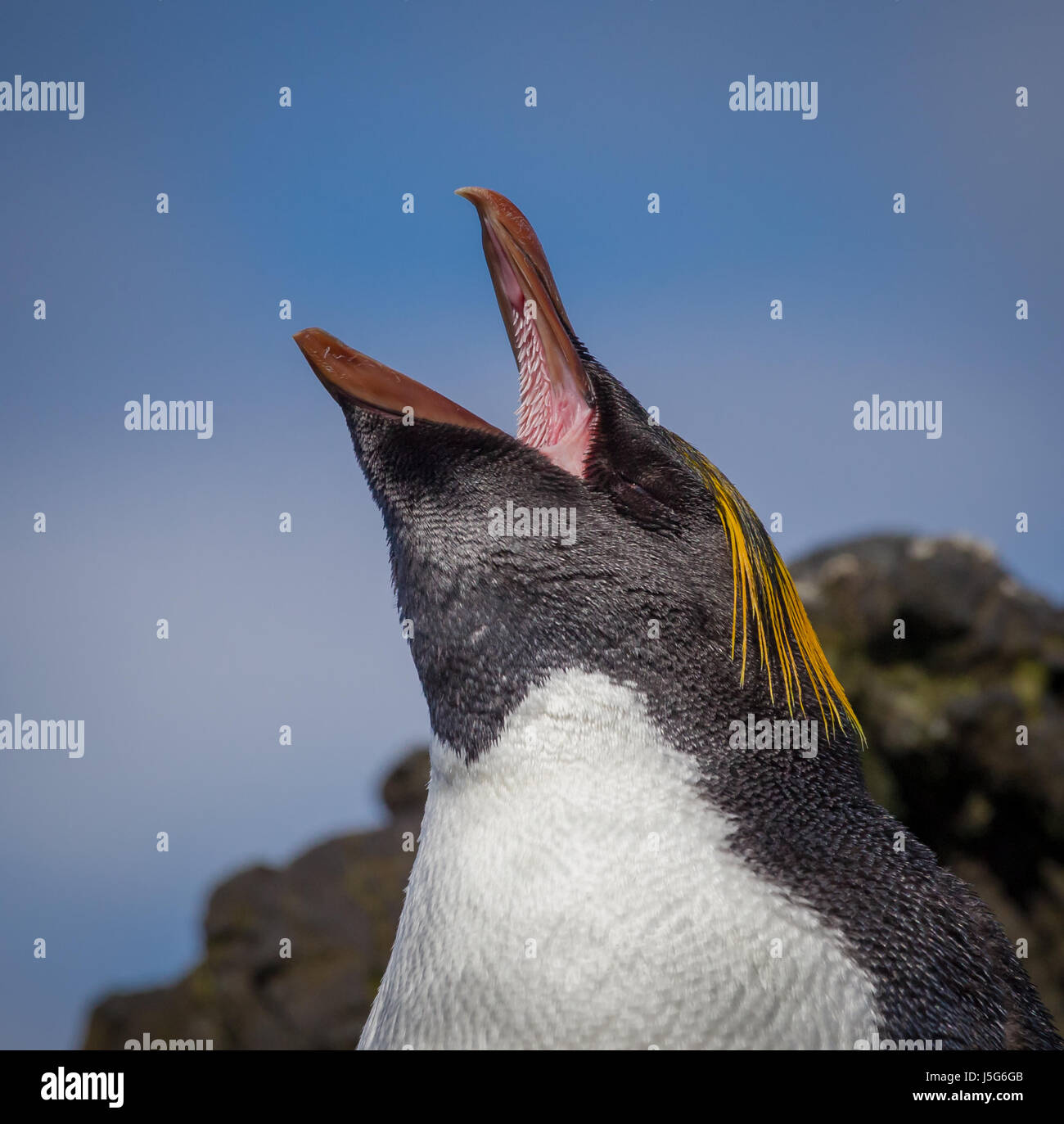 Dive penguin hi-res stock photography and images - Alamy