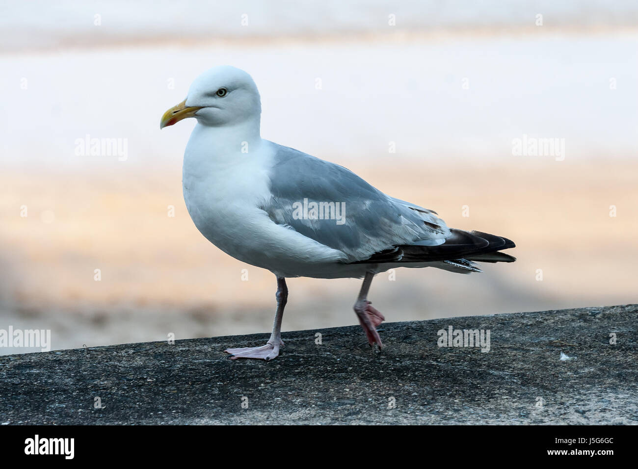 Australian seagull hi-res stock photography and images - Alamy