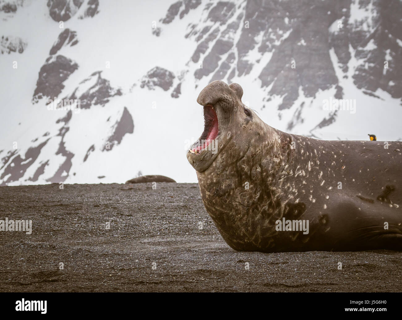 Giant Southern Elephant Seal