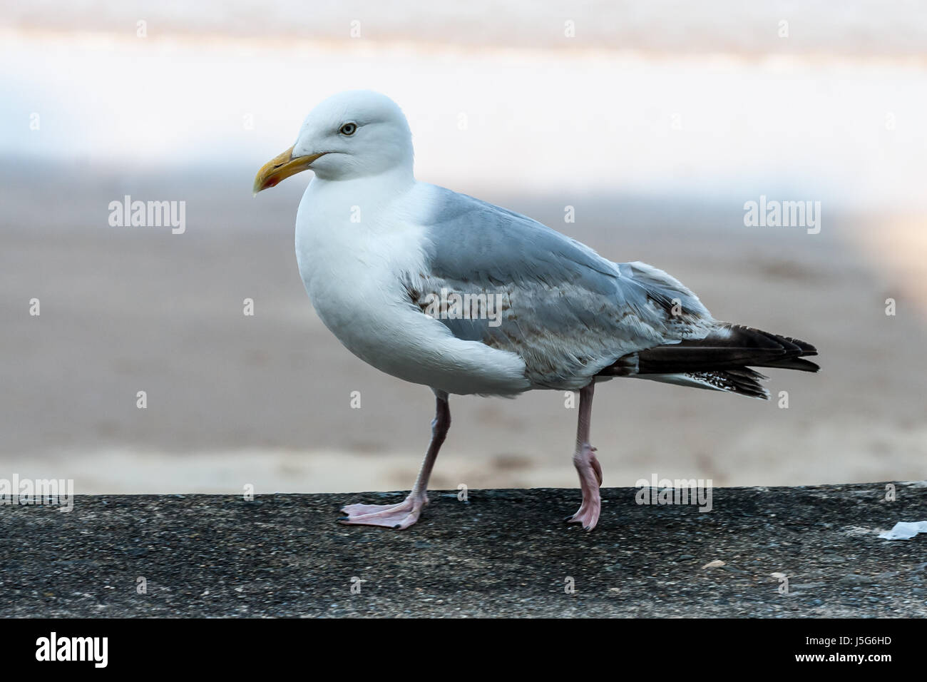 Australian seagull walking on a sandy beach Stock Photo - Alamy