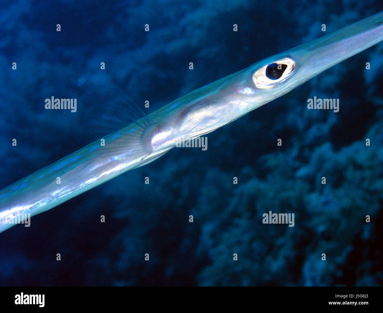 hunter fish eye organ eyes underwater dive long fins pisces reef fin ...