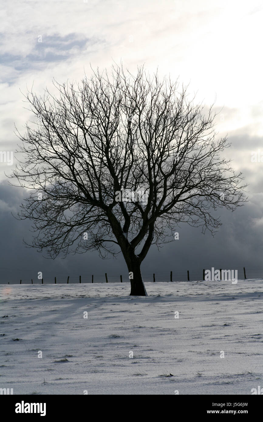 blue tree trees winter cold deciduous tree sunbeams deciduous trees ...