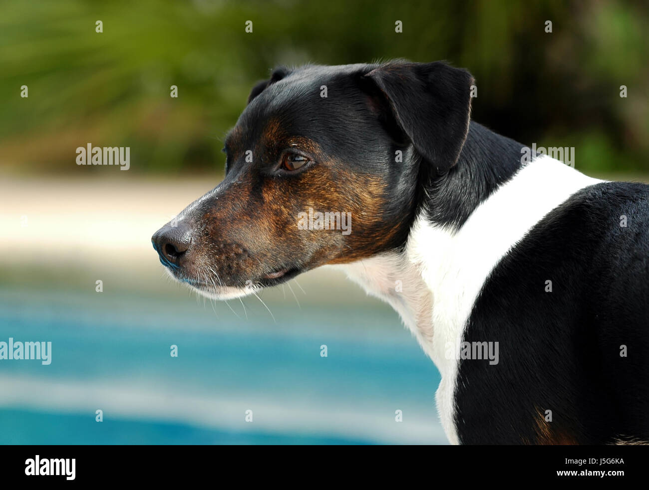 animal pet mammal face dog proboscis male dog animal pet mammal brown ...