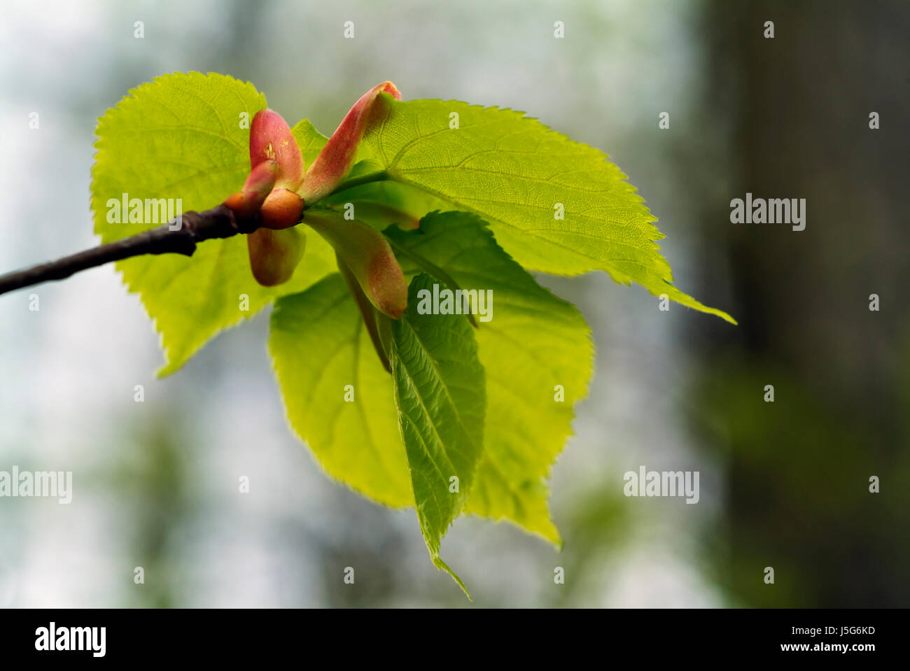 leaf tree trees green trunk leaves deciduous tree deciduous trees ...