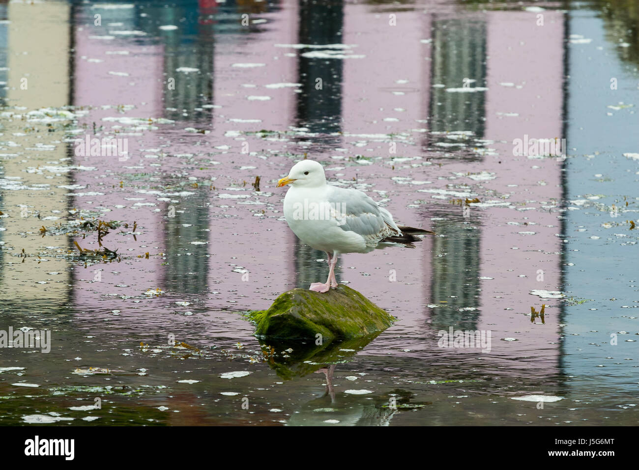 Seagull standing on a stone in the water - Fishguard, Wales, Great ...