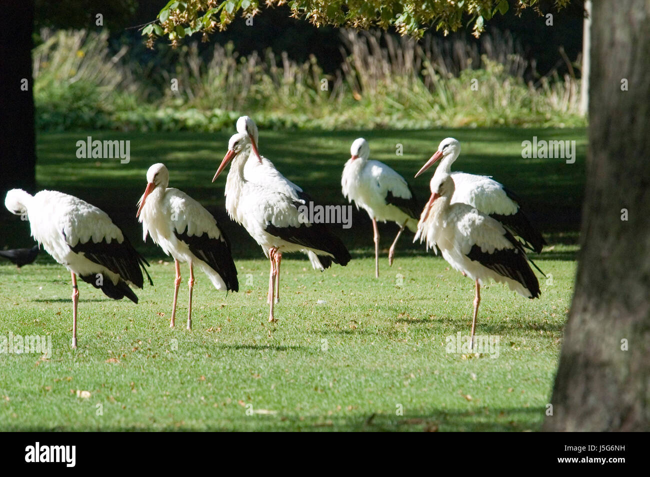 tree trees park green blank european caucasian storks meadow pictogram ...