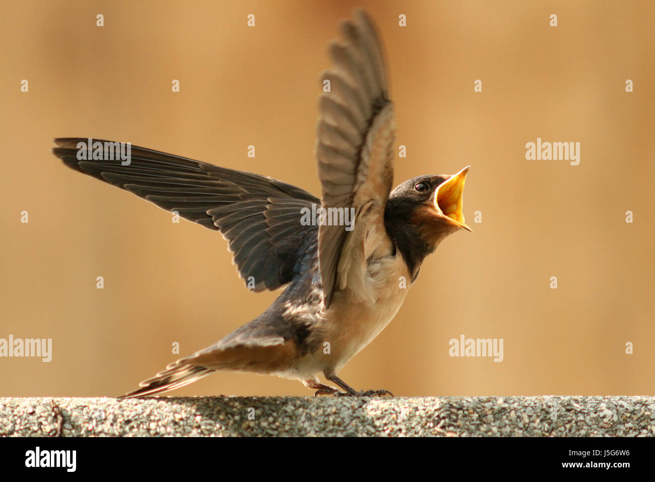 Smoke Swallow High Resolution Stock Photography and Images - Alamy