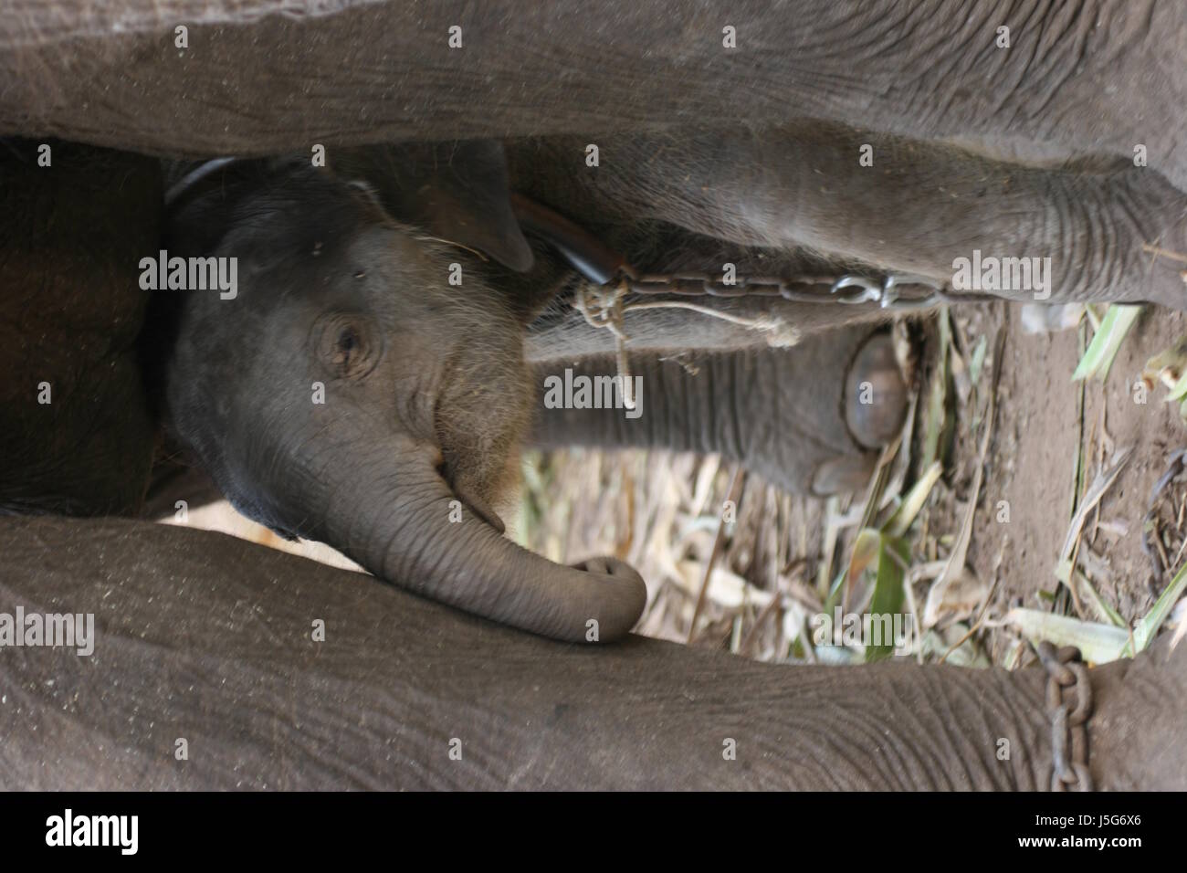 Baby elephant cub hi-res stock photography and images - Alamy