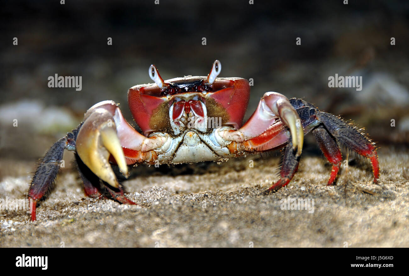 Mr krabs hi-res stock photography and images - Alamy