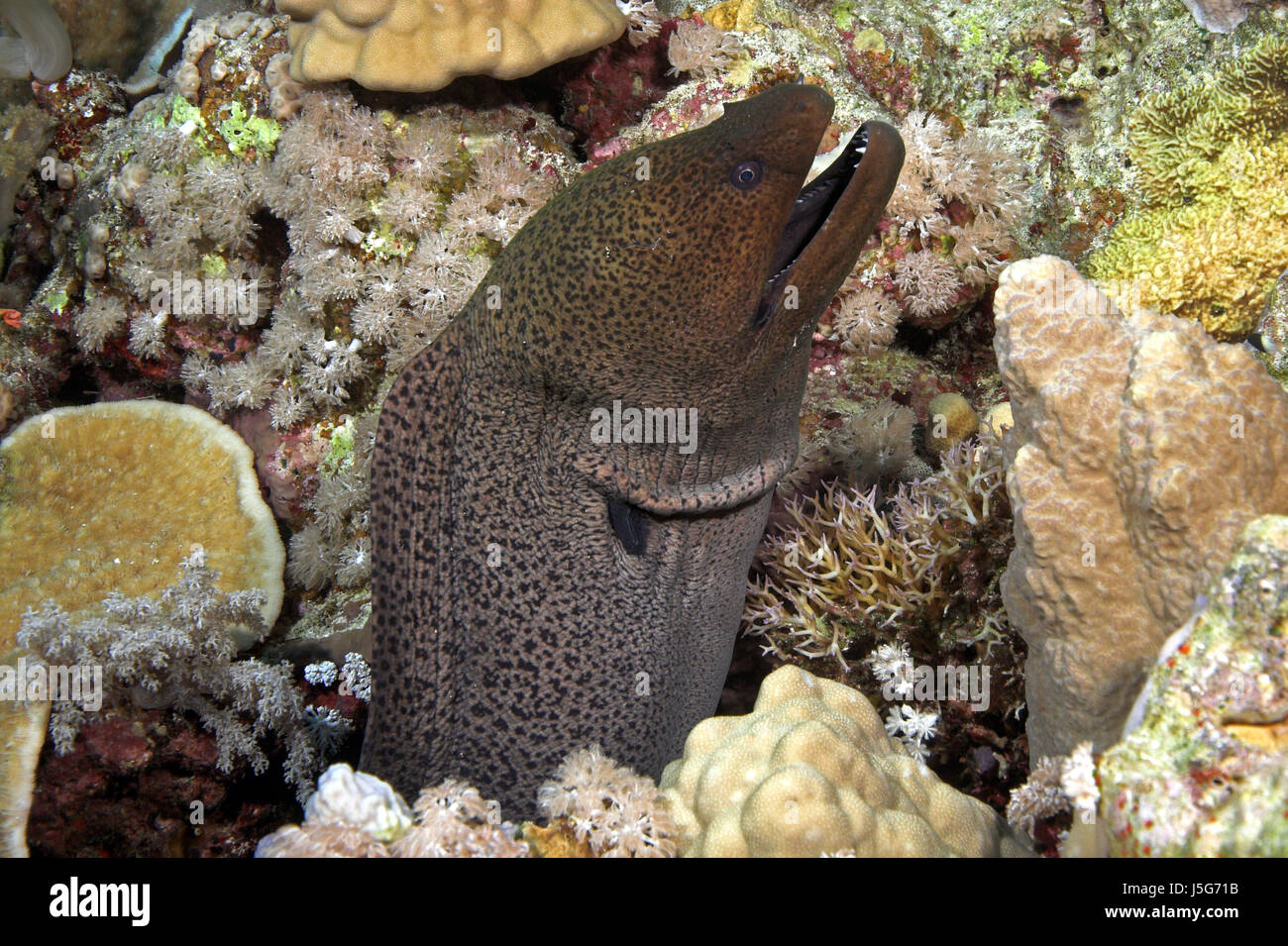 Murene hi-res stock photography and images - Alamy