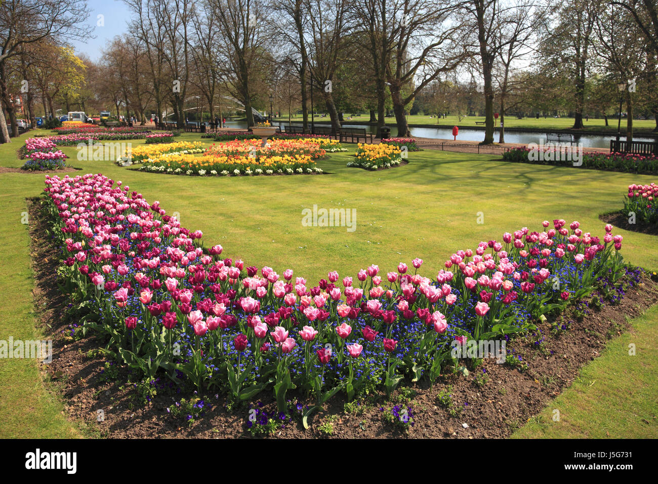 Spring flowers, River Great Ouse Embankment, Bedford town; Bedfordshire ...