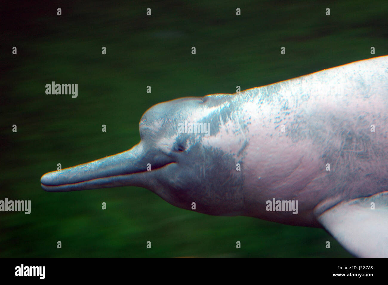 Flussdelphine hi-res stock photography and images - Alamy