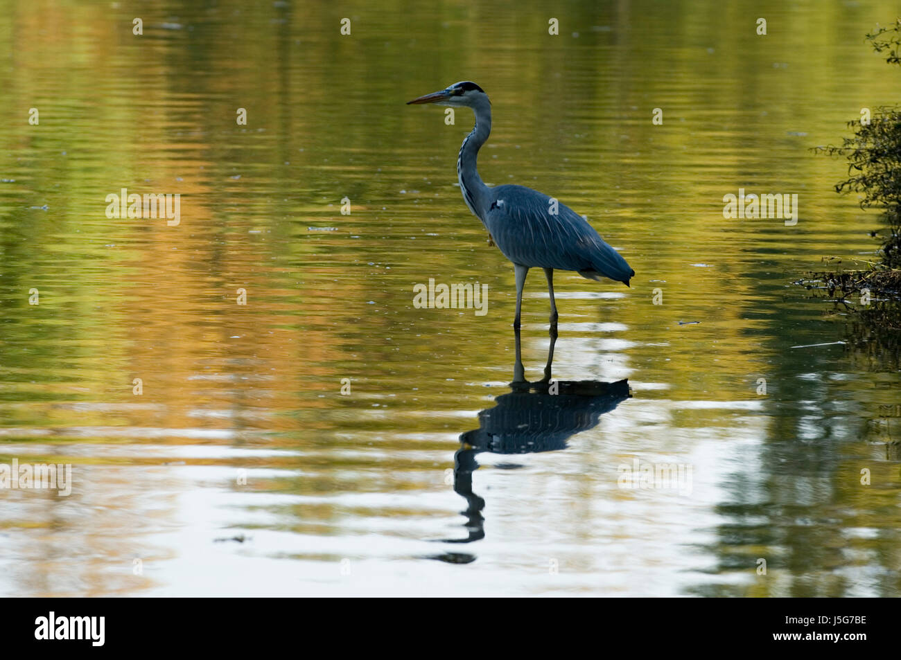 wait waiting bird green birds romanticism look glancing see view ...