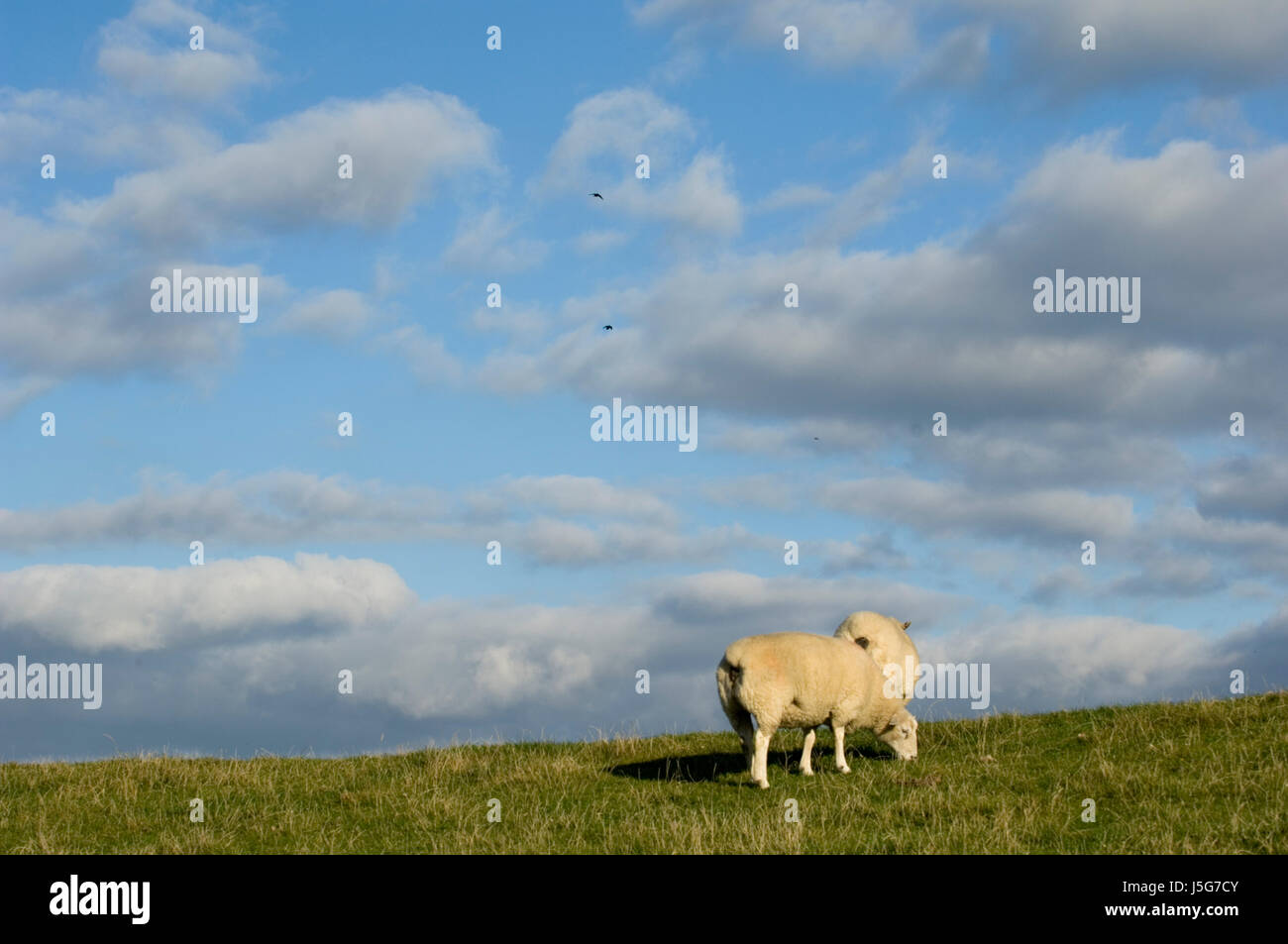 blue green wool quiet sheep (pl.) idyll breed nordfriesland meadow ...
