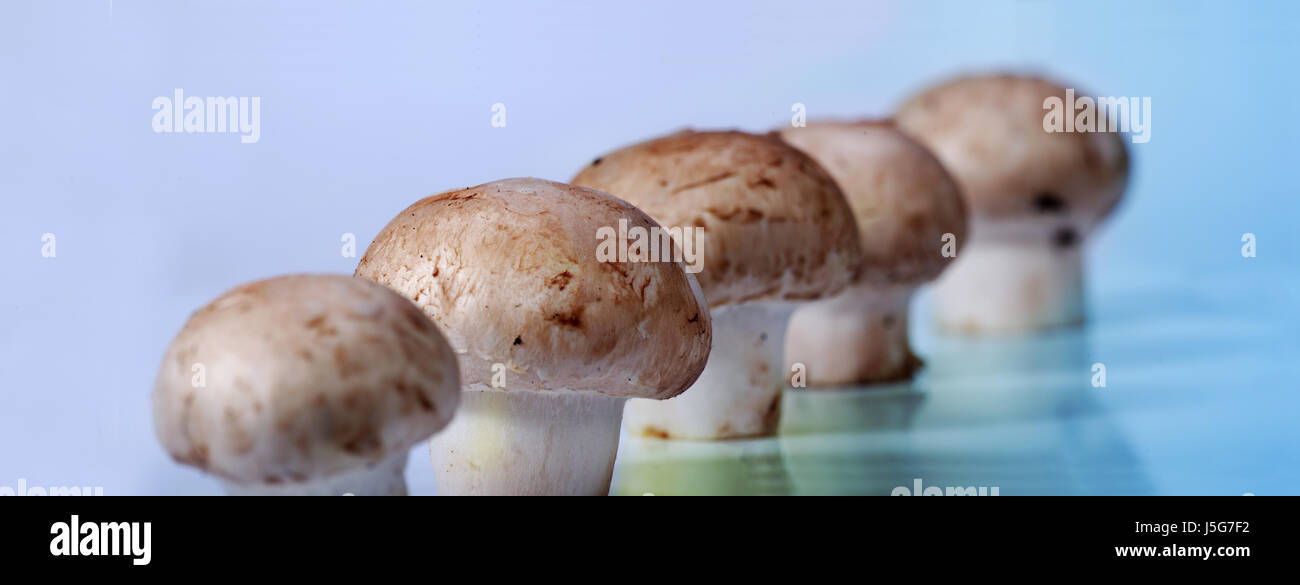 hat vegetable mushroom fungus enclosure edible yellow boletus spores ...