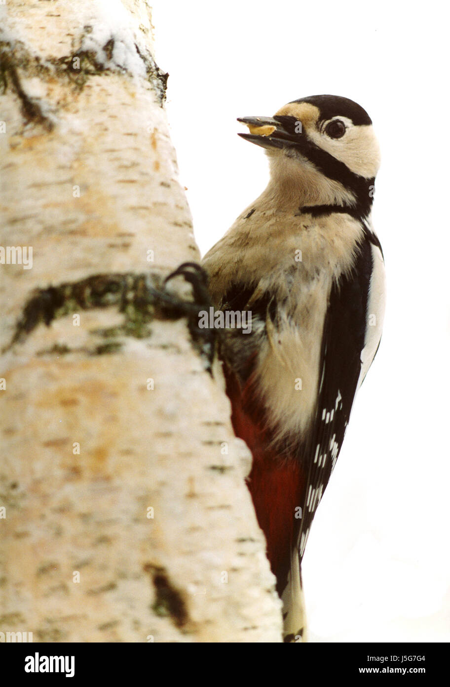 tree animal bird animals birds woodpecker woodpeckers nature buntspecht ...