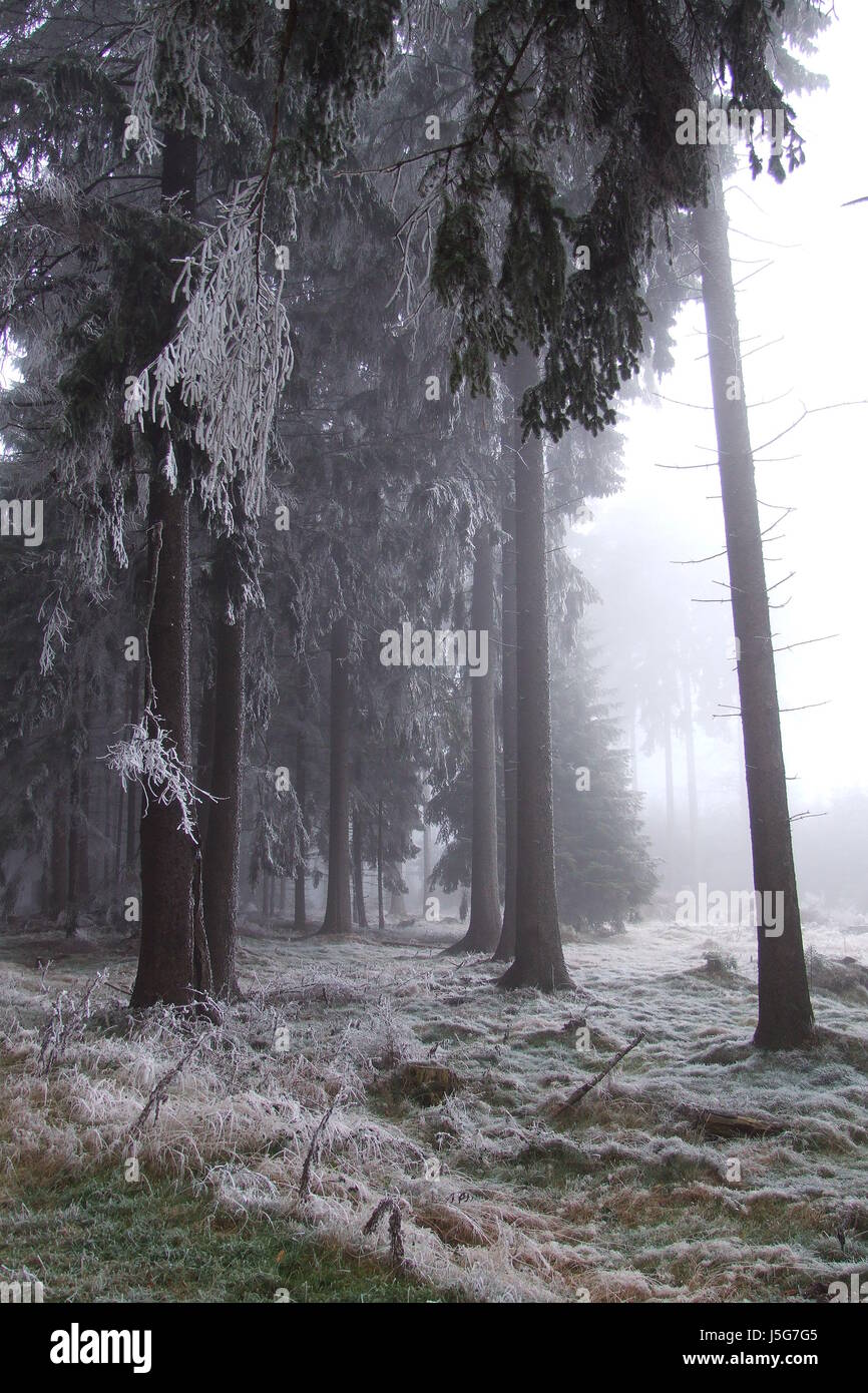 tree winter cold trunk fog ripe frost frozen dismal uncanny fir conifer ...
