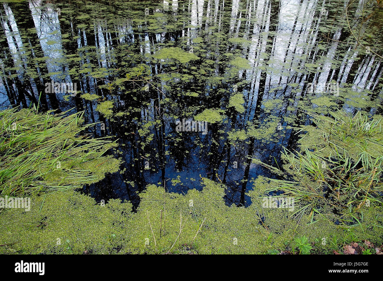 tree trees leaves mirroring algae fresh water pond water alga forest ...