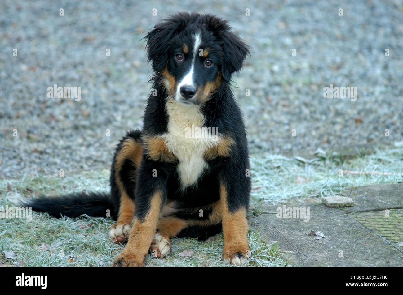animal pet portrait look glancing see view looking peeking looking at ...