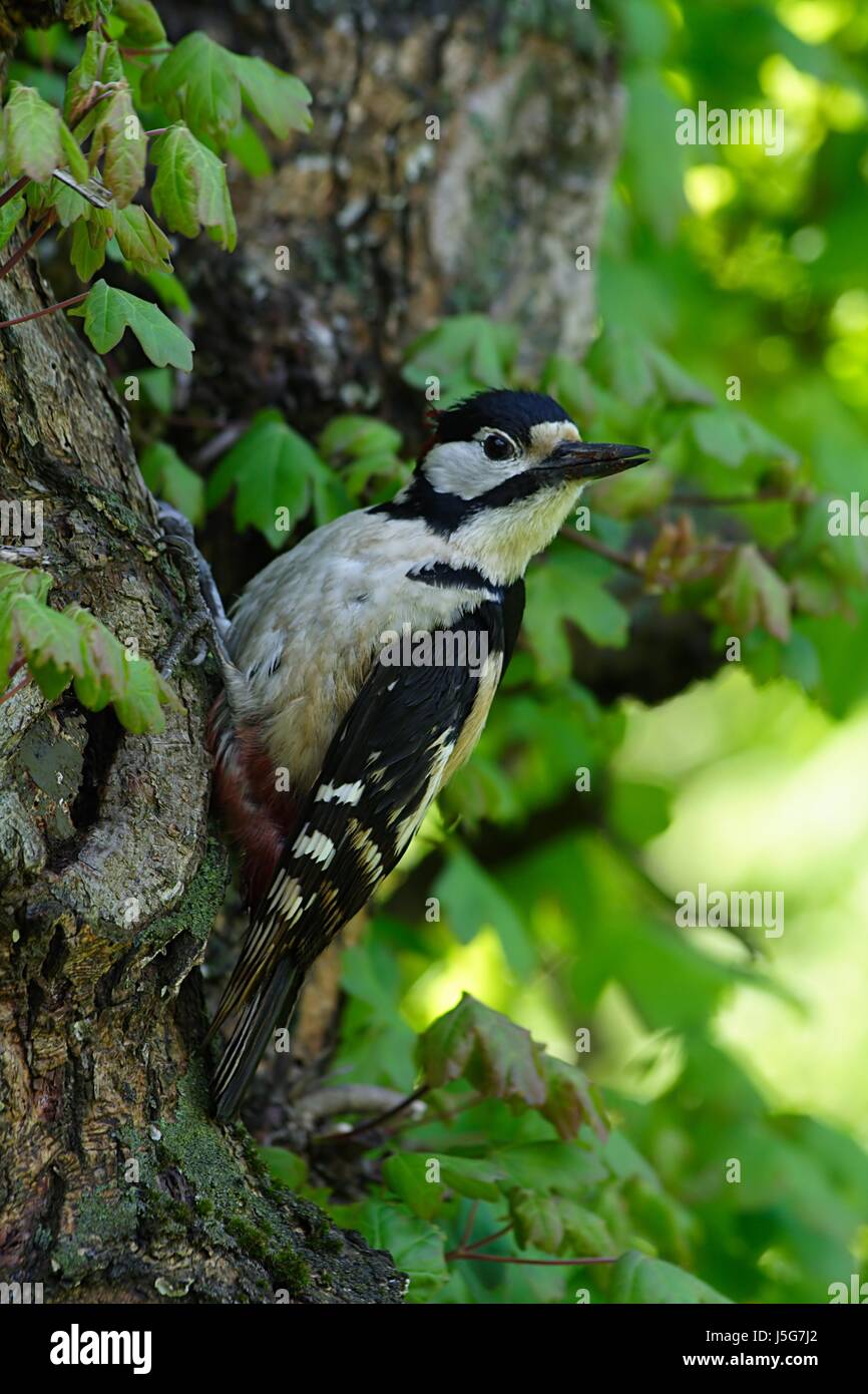 tree bird green birds spring beak contrast nest woodpecker singing-bird ...