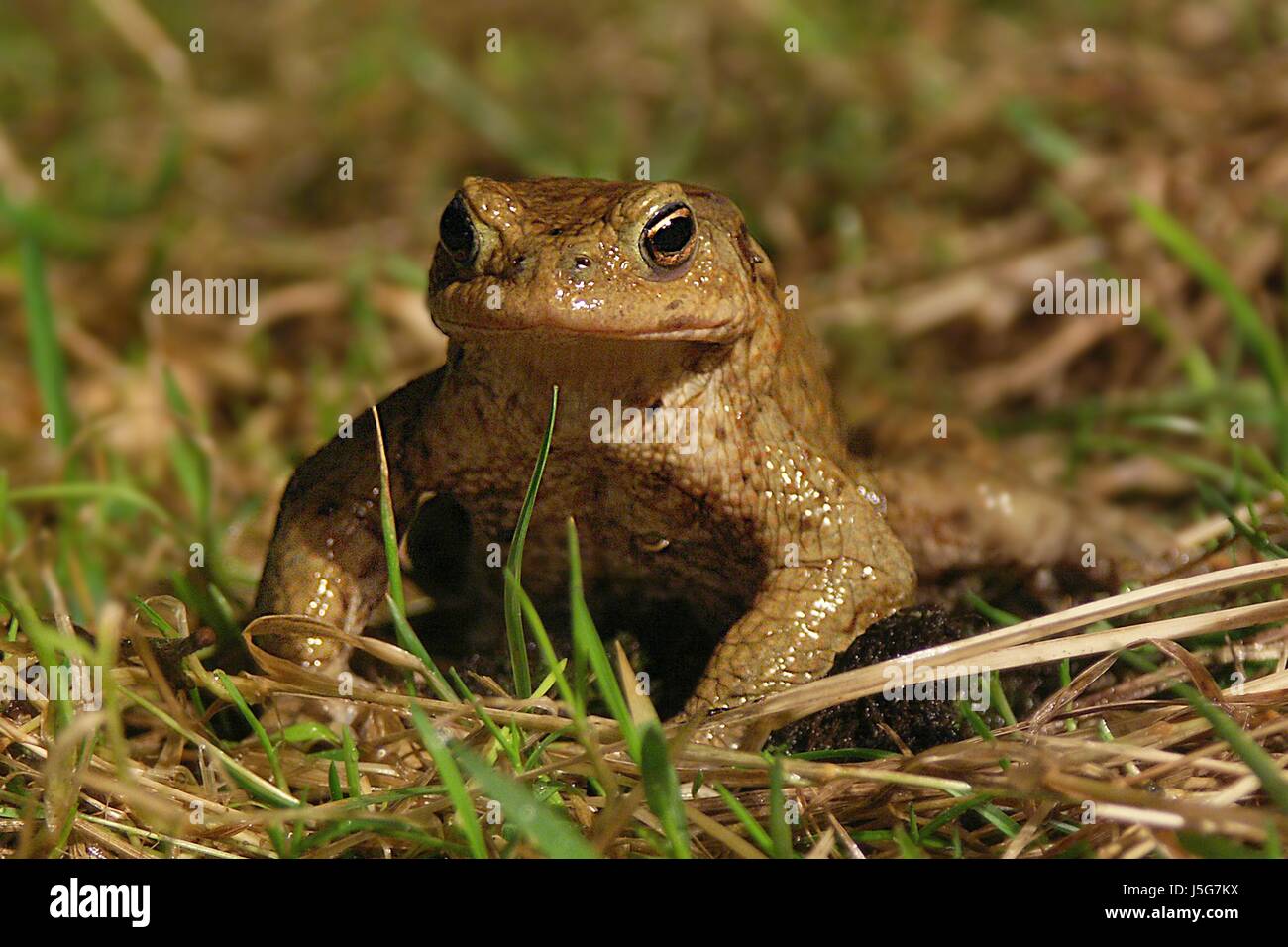 animal spring amphibians frog fresh water pond water toad terrestrials ...