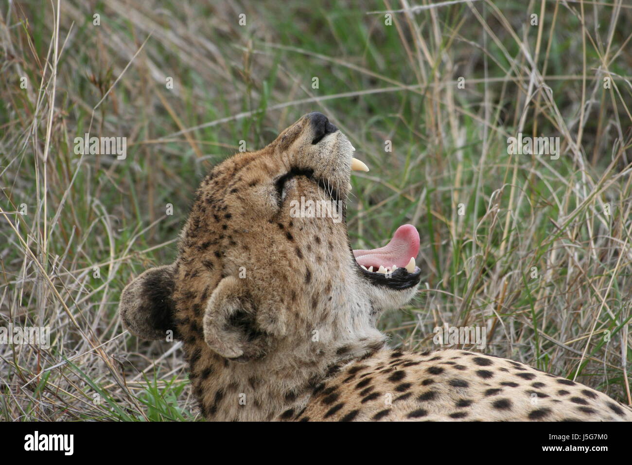 the cheetah showing teeth Stock Photo - Alamy