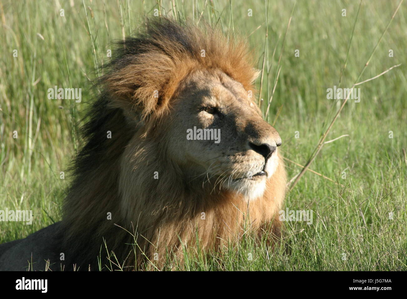 africa lion cat big cat feline predator portrait wildlife victim to ...