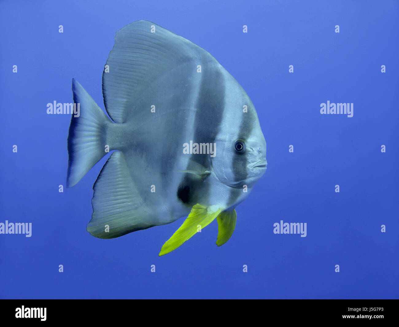 Palax orbicularis hi-res stock photography and images - Alamy