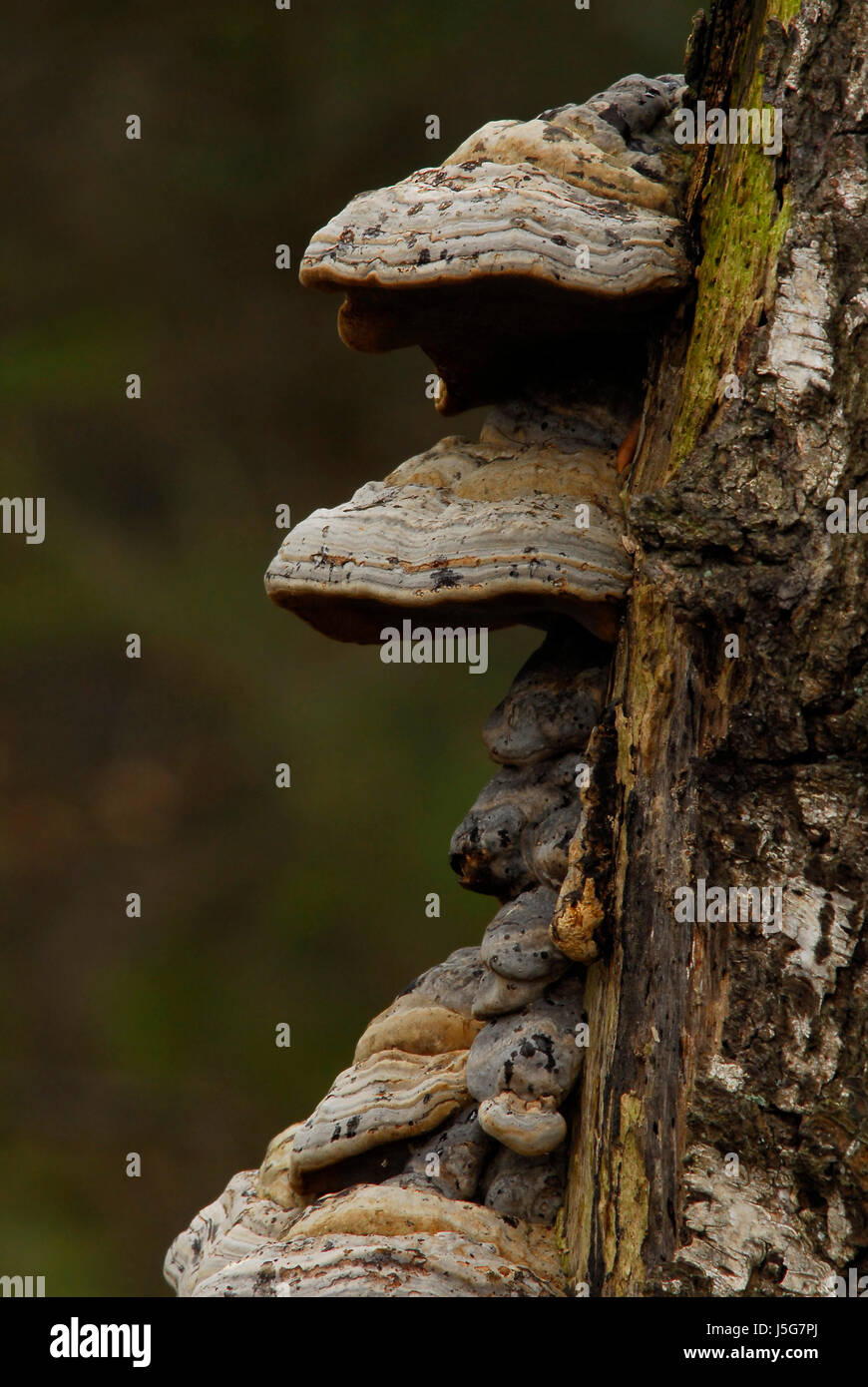 tree bark decompose mushroom fungus moldy biology dismantling ...