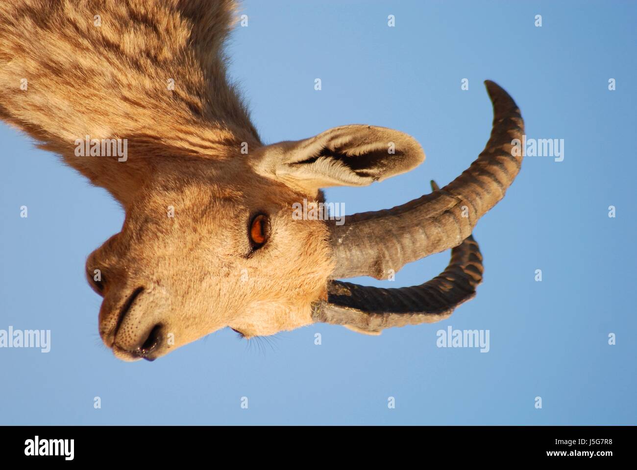 animal animals portrait animal portrait dryness wildlife dry dried up ...
