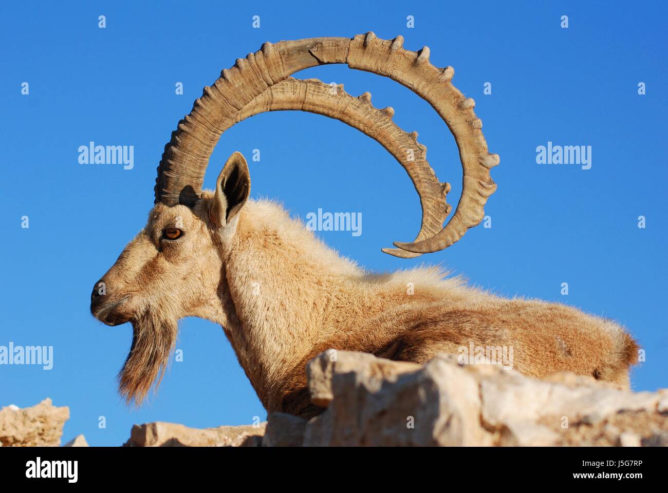 animal animals portrait animal portrait dryness wildlife dry dried up ...