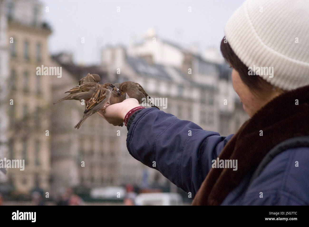 woman blue hand houses bird hat birds sparrow to gorge engulf devour ...