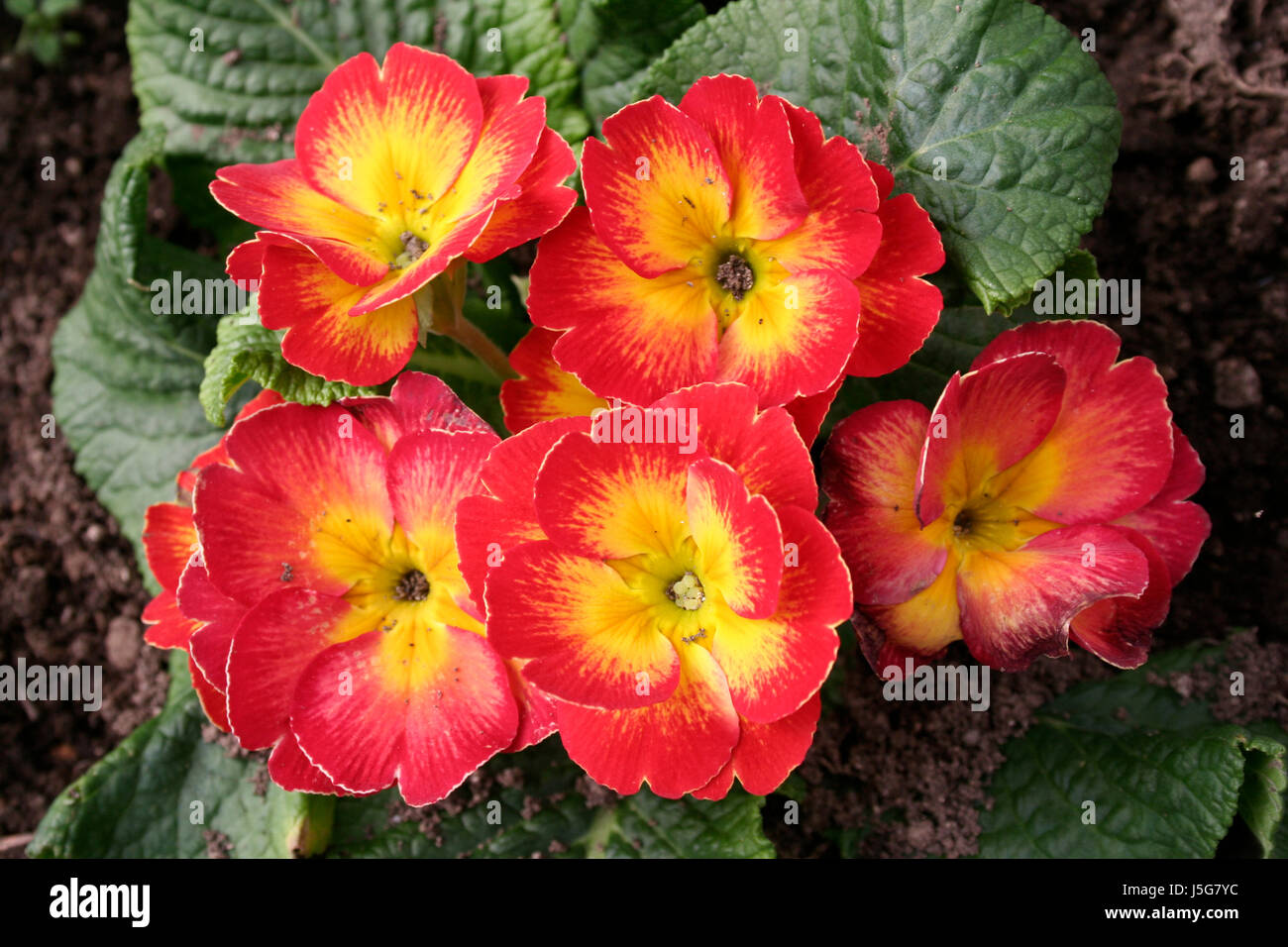 flower plant flowers viola petals pansy nature gattung der veilchen ...