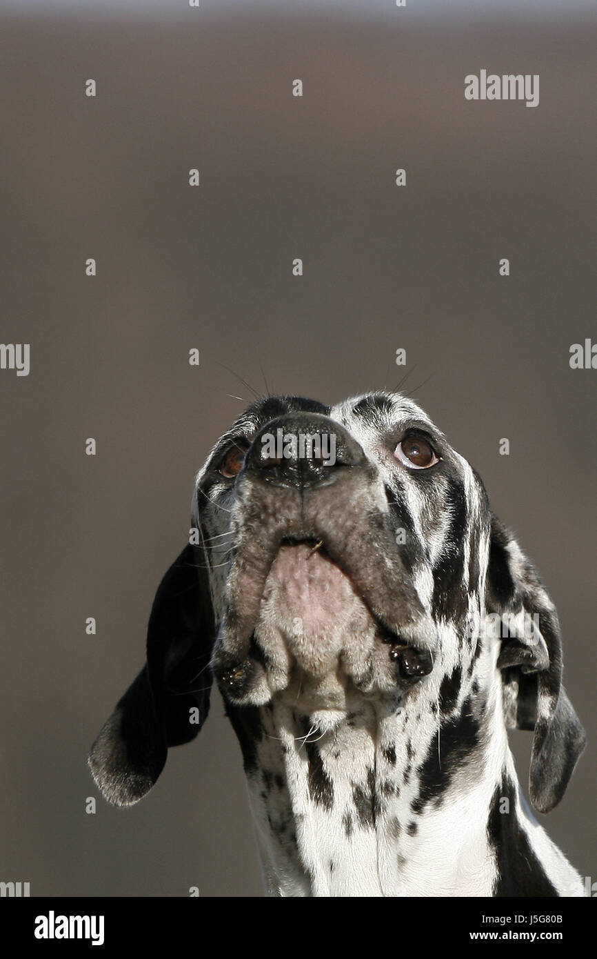 upwards upstairs look glancing see view looking peeking looking at dog ...