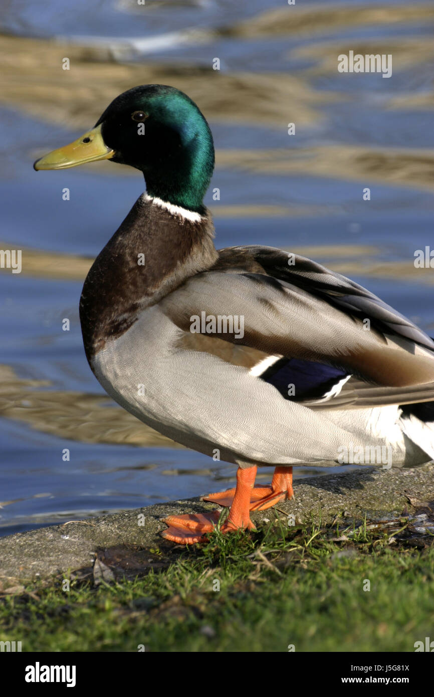 bird coloured colourful gorgeous multifarious richly coloured eye organ ...