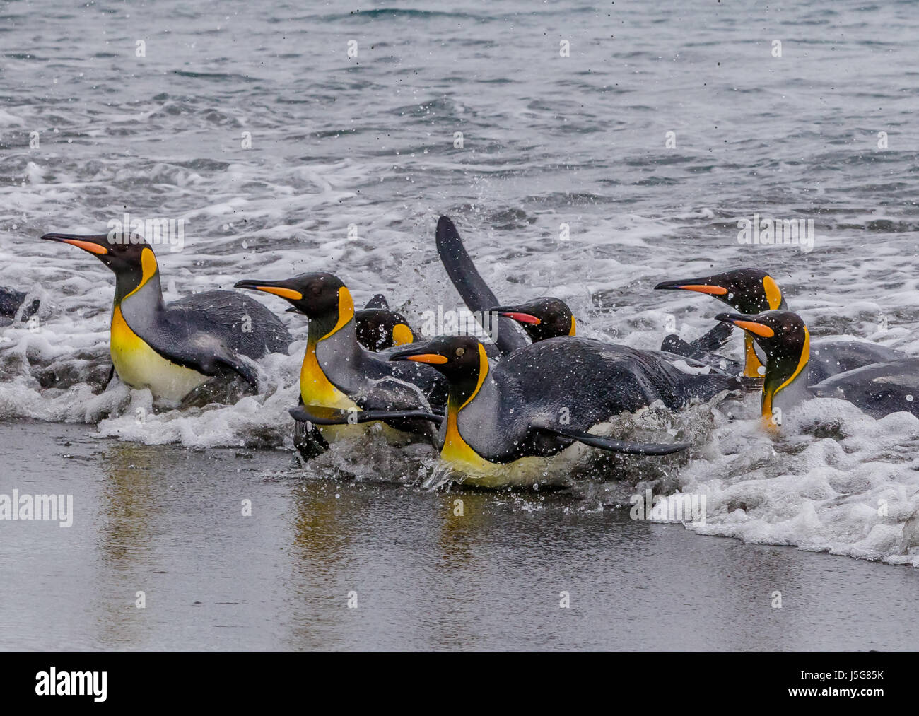 Wet, swimming king penguins slide into shore after fishing Stock Photo ...