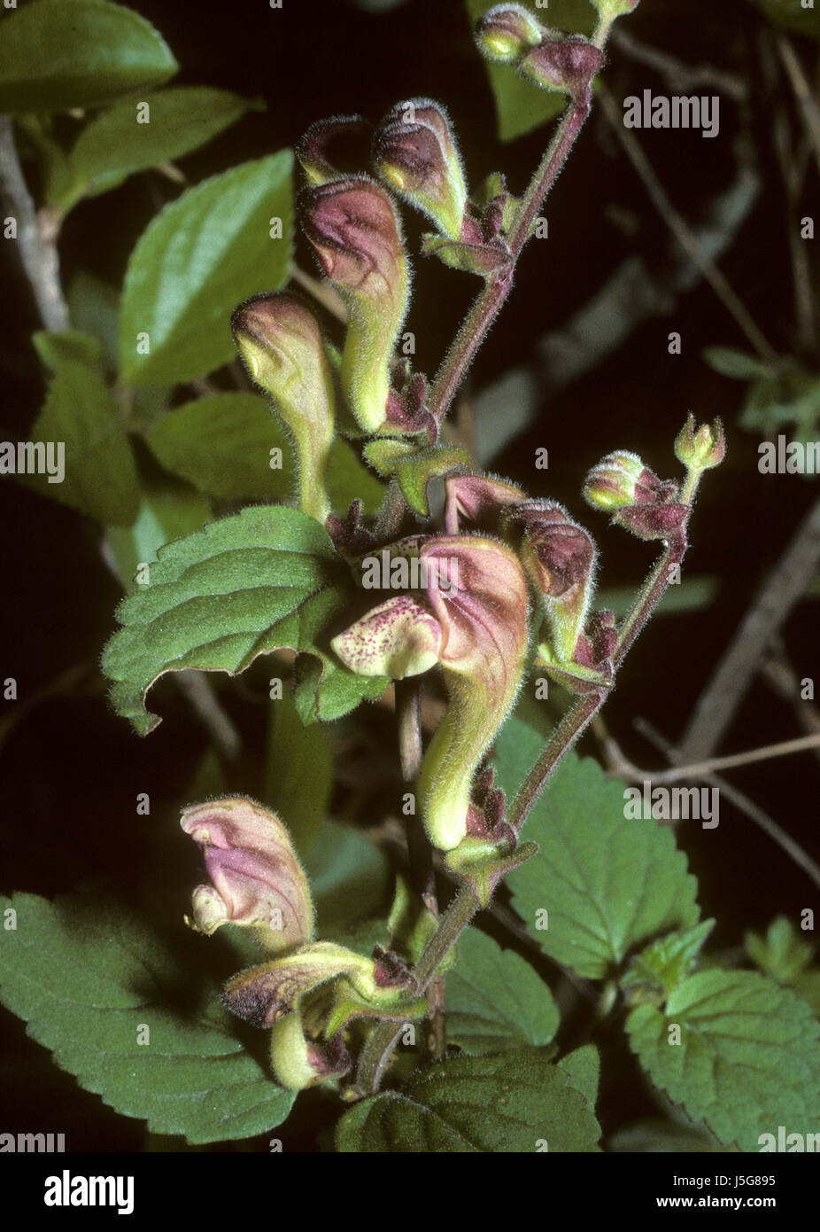 Dunche hi-res stock photography and images - Alamy