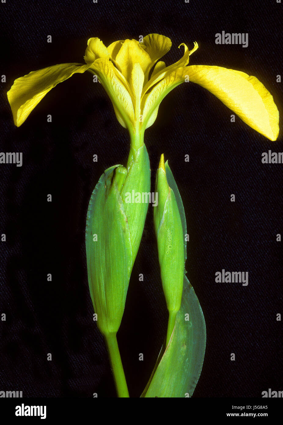 Iris crocea hi-res stock photography and images - Alamy