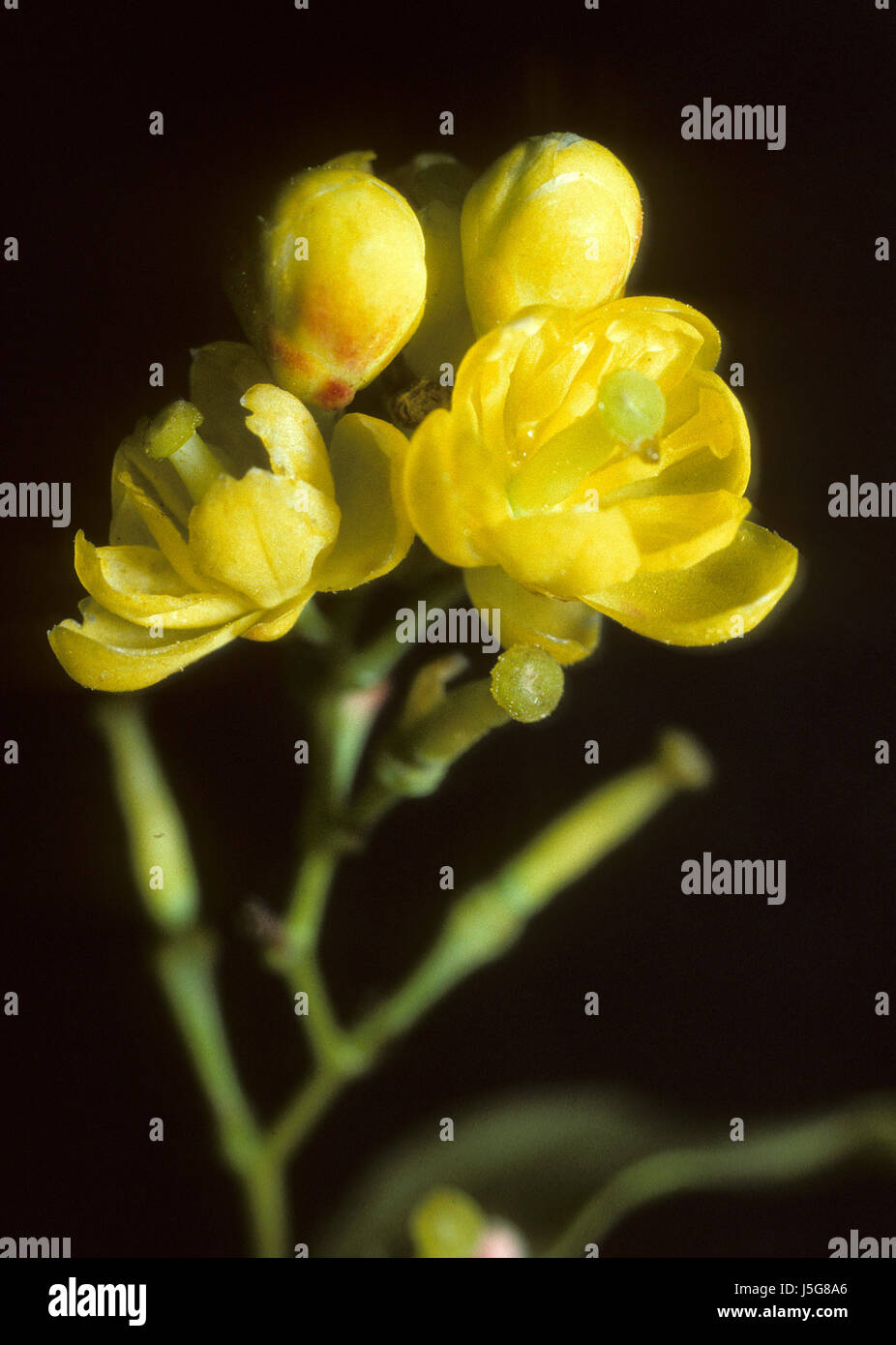 Berberis aristata hi-res stock photography and images - Alamy
