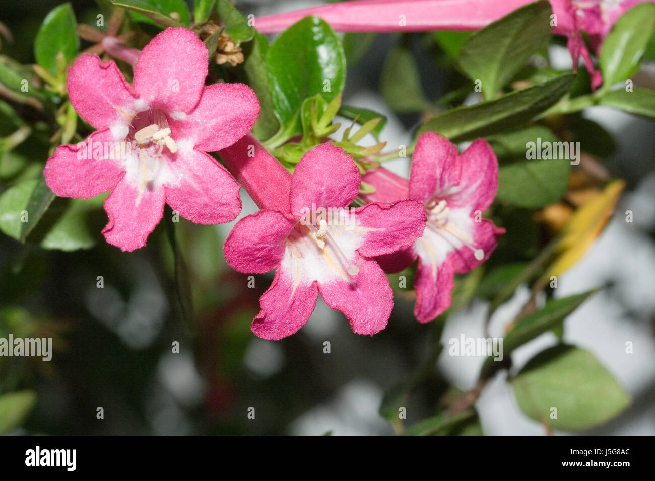 environment enviroment plant flower flowers botany engelstrompete ...