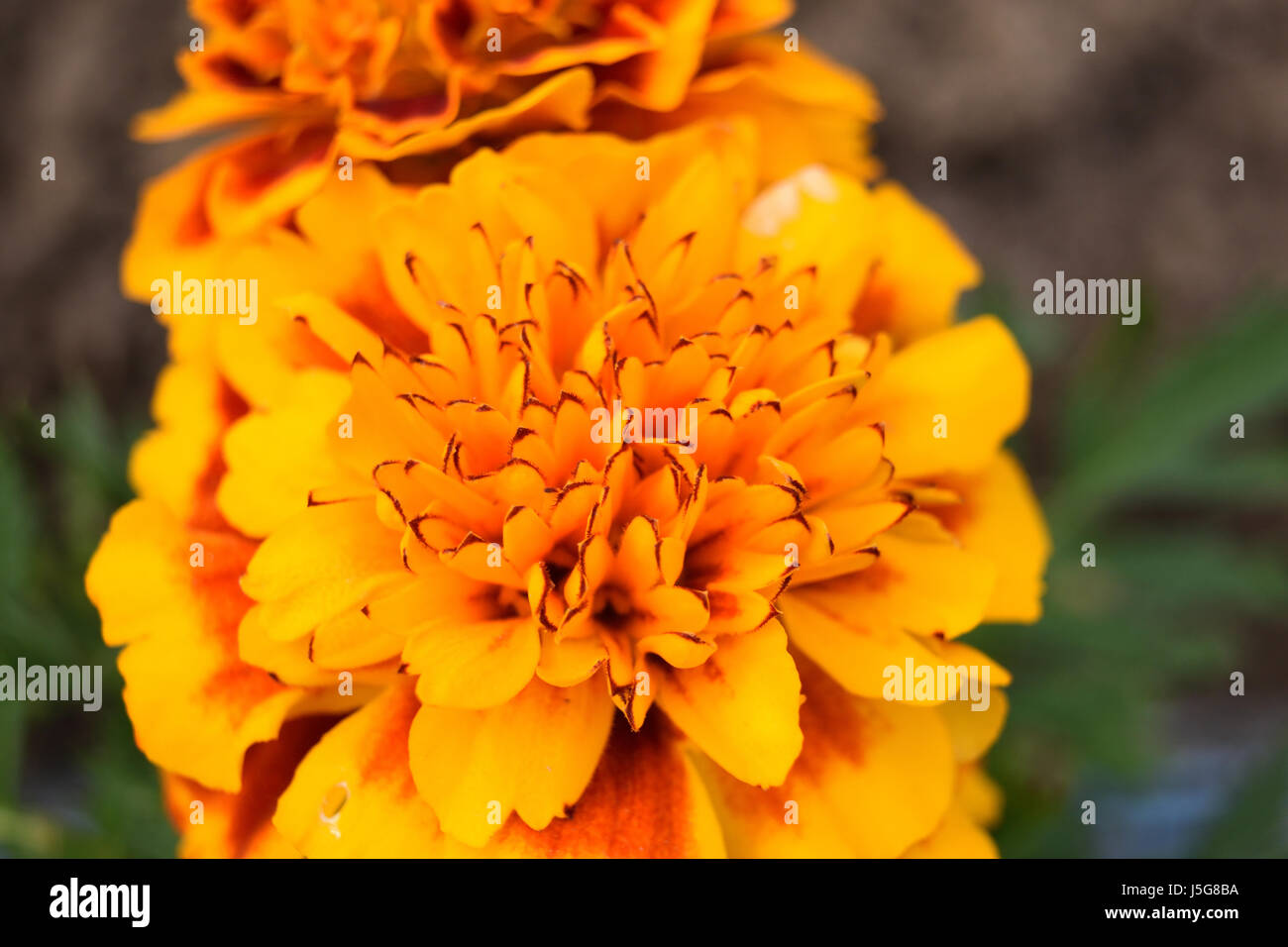 A beautiful bright marigold flower also known as the pot marigold ...