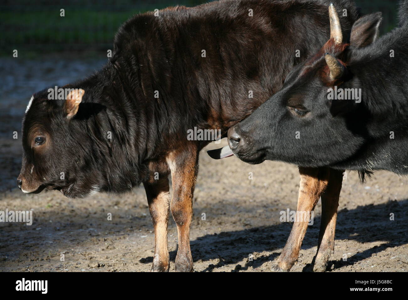 big large enormous extreme powerful imposing immense relevant animal ...