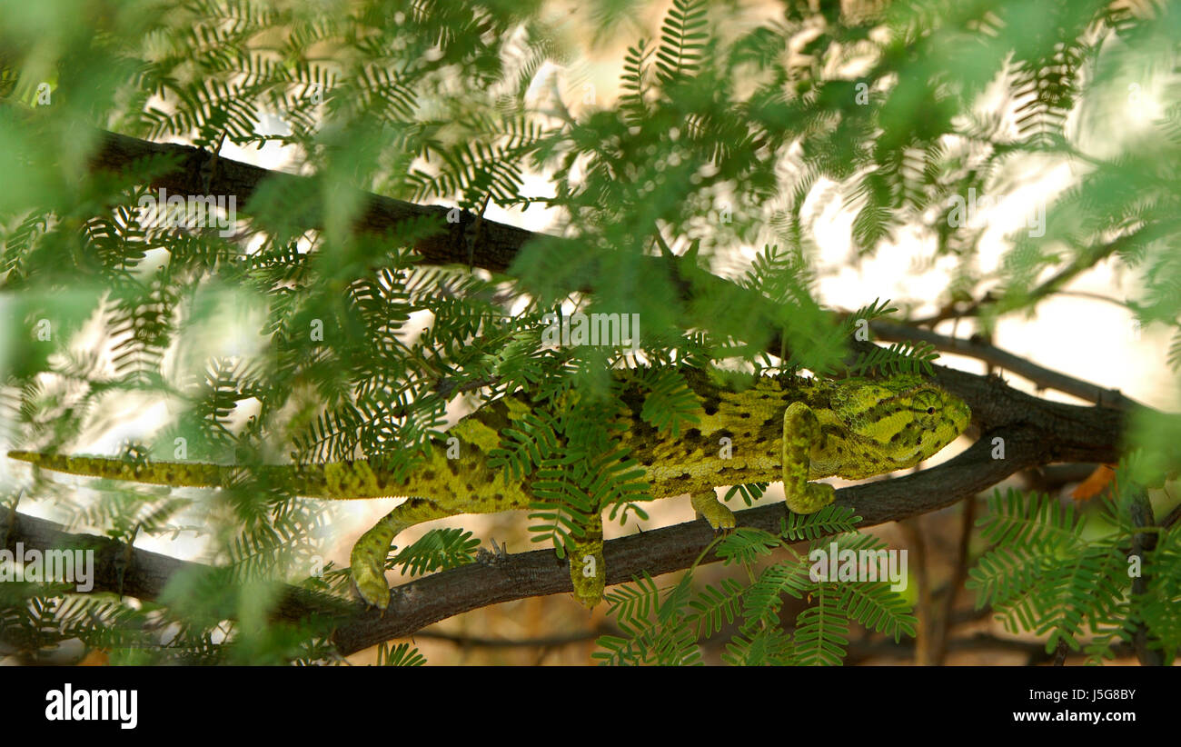 protected sheltered colour animal africa animals conservation of nature ...