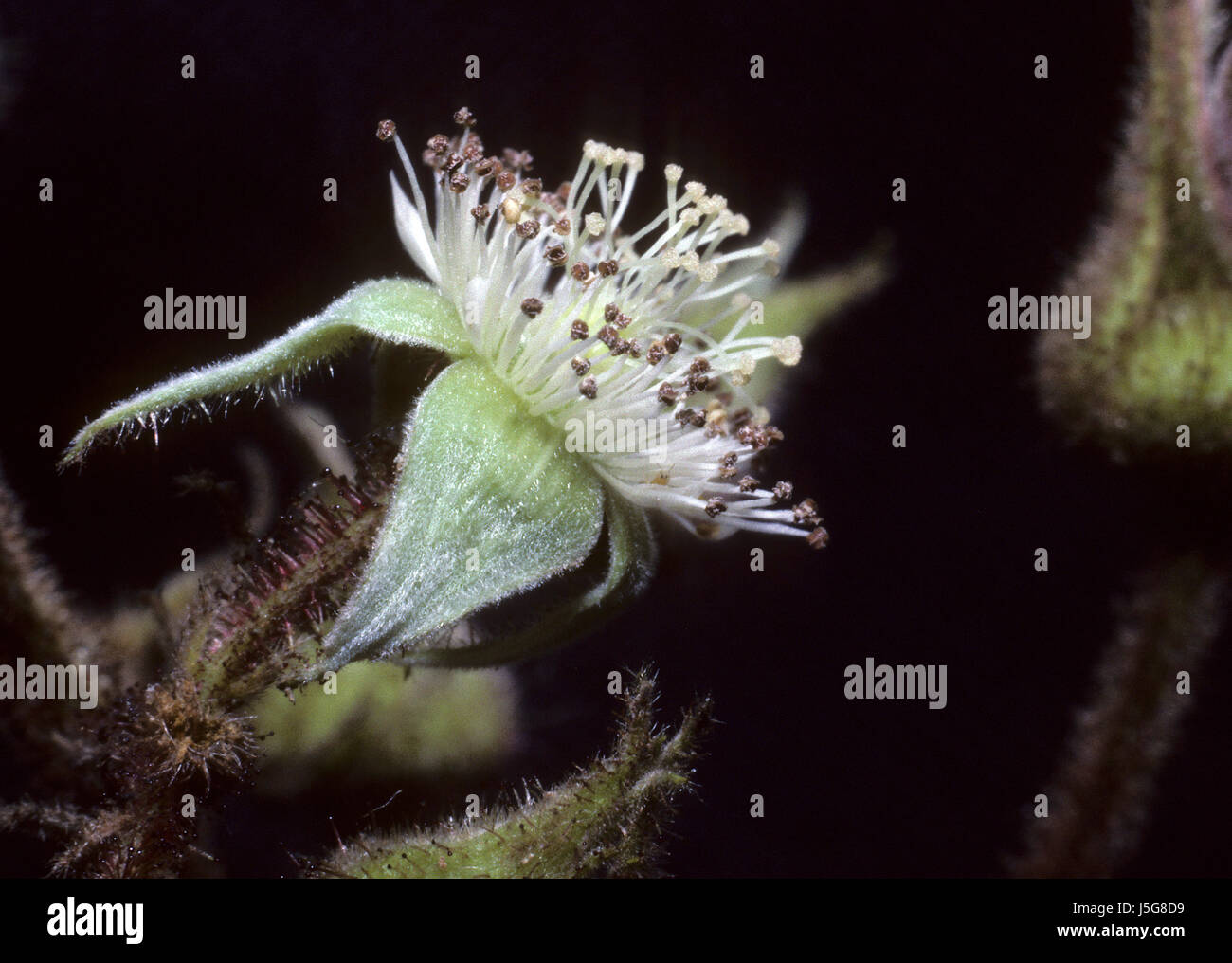 Rubus paniculatus hi-res stock photography and images - Alamy