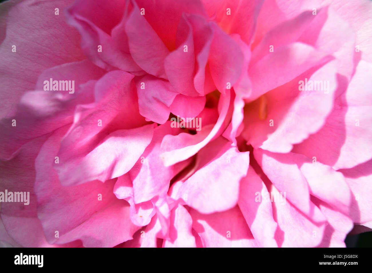 Close-up of pink rose Stock Photo - Alamy